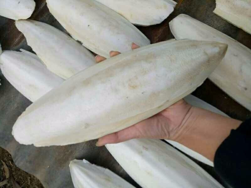 Buy Cuttle Bone For Parrot Wholesales from Hang Xanh Company Limited ...