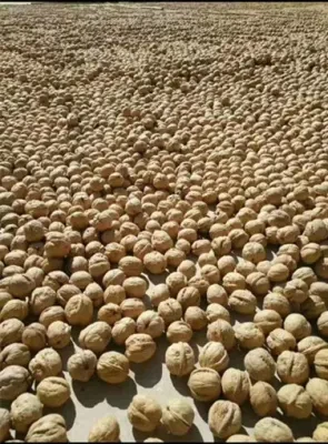 Buy 185 New Crop Walnut In-shell Thin Skin Walnut from Fata Group Co., Ltd, China | Tradewheel.com