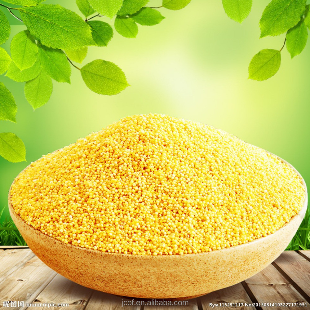 Buy Chinese Millet, Yellow Millet, Good Quality Millet, Panicum Millet ...