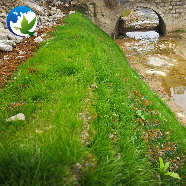 Buy High Quality Tall Fescue Elata Festuca Arundinacea Schreb Seeds ...