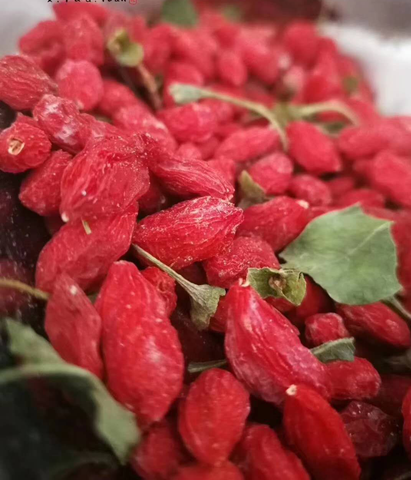 Buy Organic Chinese Wolfberry Red Lycium 100% Pure Natural Fresh Goji ...