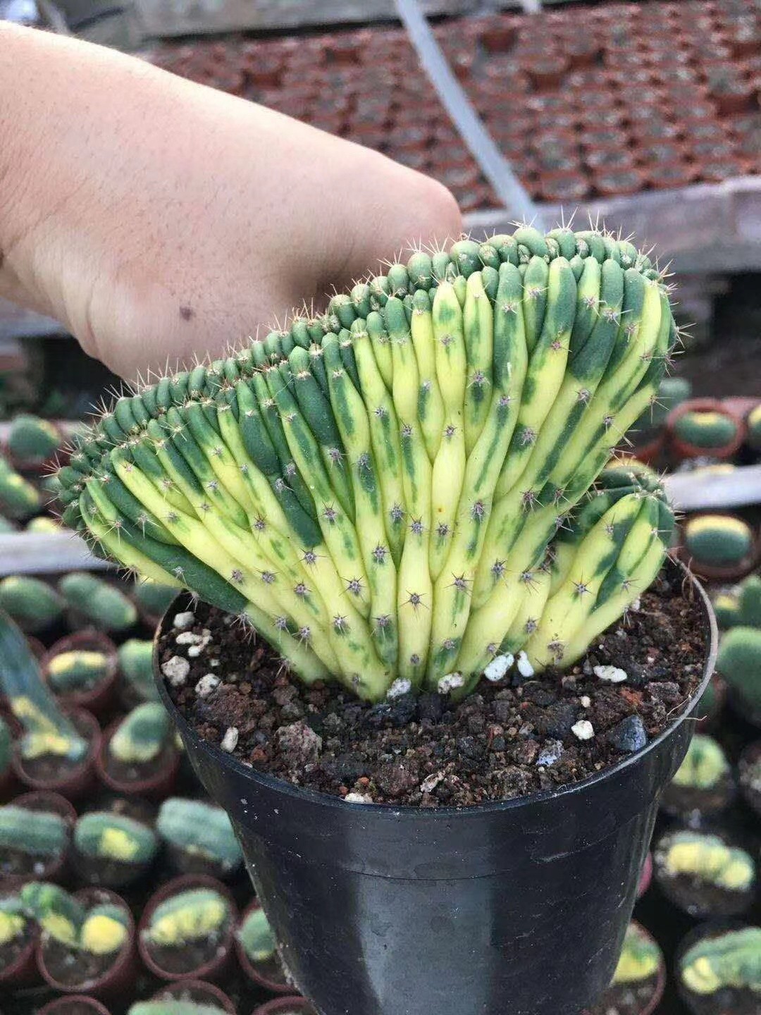 Buy Trichocereus Pachanoi Woody Plants Cactus Wholesale Mini Real Cacti ...