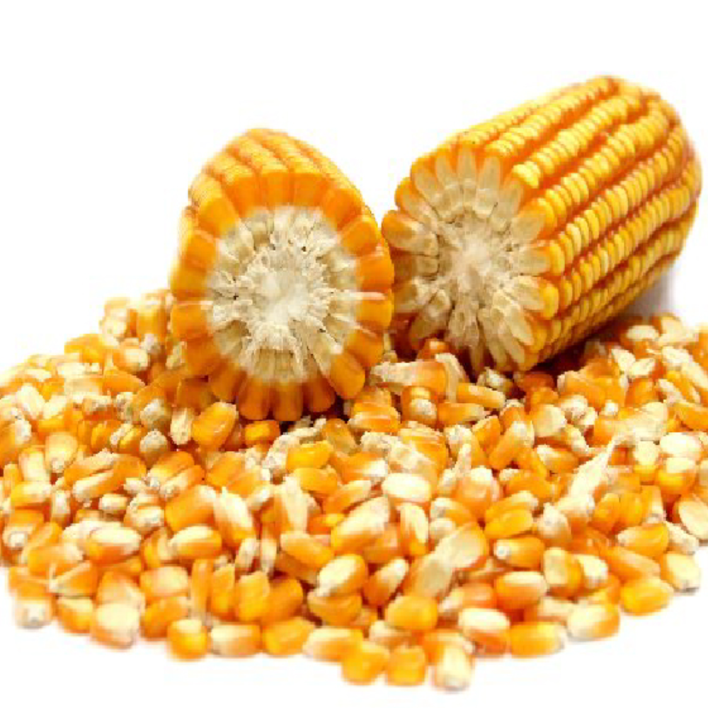 Buy Dried Grade 2 Yellow Maize/corn, Non-gmo, Fit For Human Consumption ...