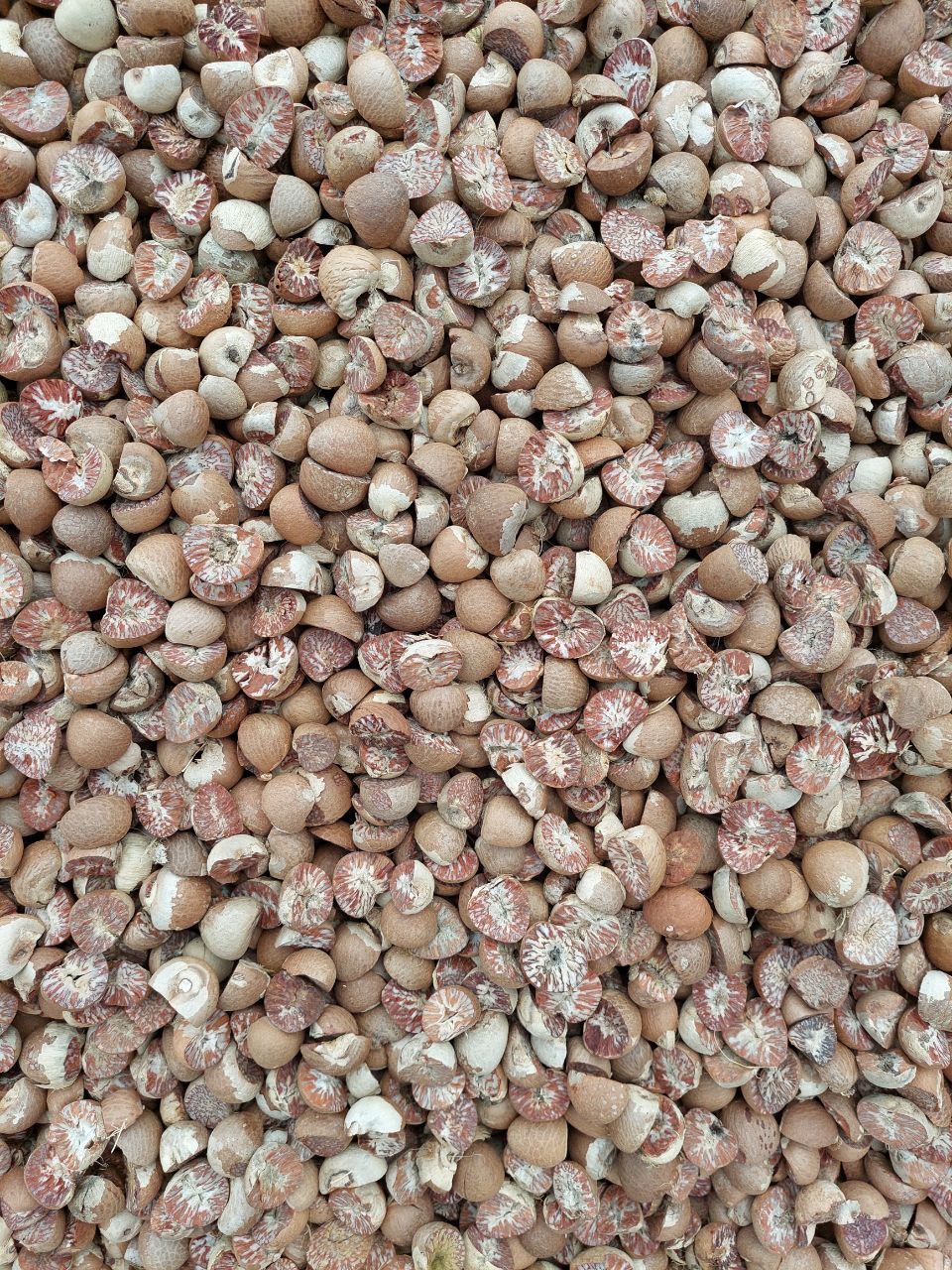 Buy Split Betel Nut from CV. Multi Karya Sati, Indonesia | Tradewheel.com