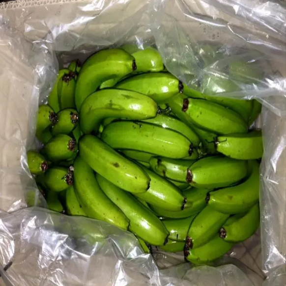 Buy Fresh Bananas Green Cavendish Banana / Tropical Plantains Fresh ...