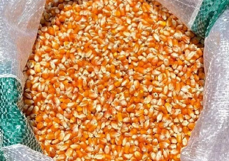 Buy Maize Dry Kernel Corn from Pt. Dhavano Jaya Sukses, Indonesia ...
