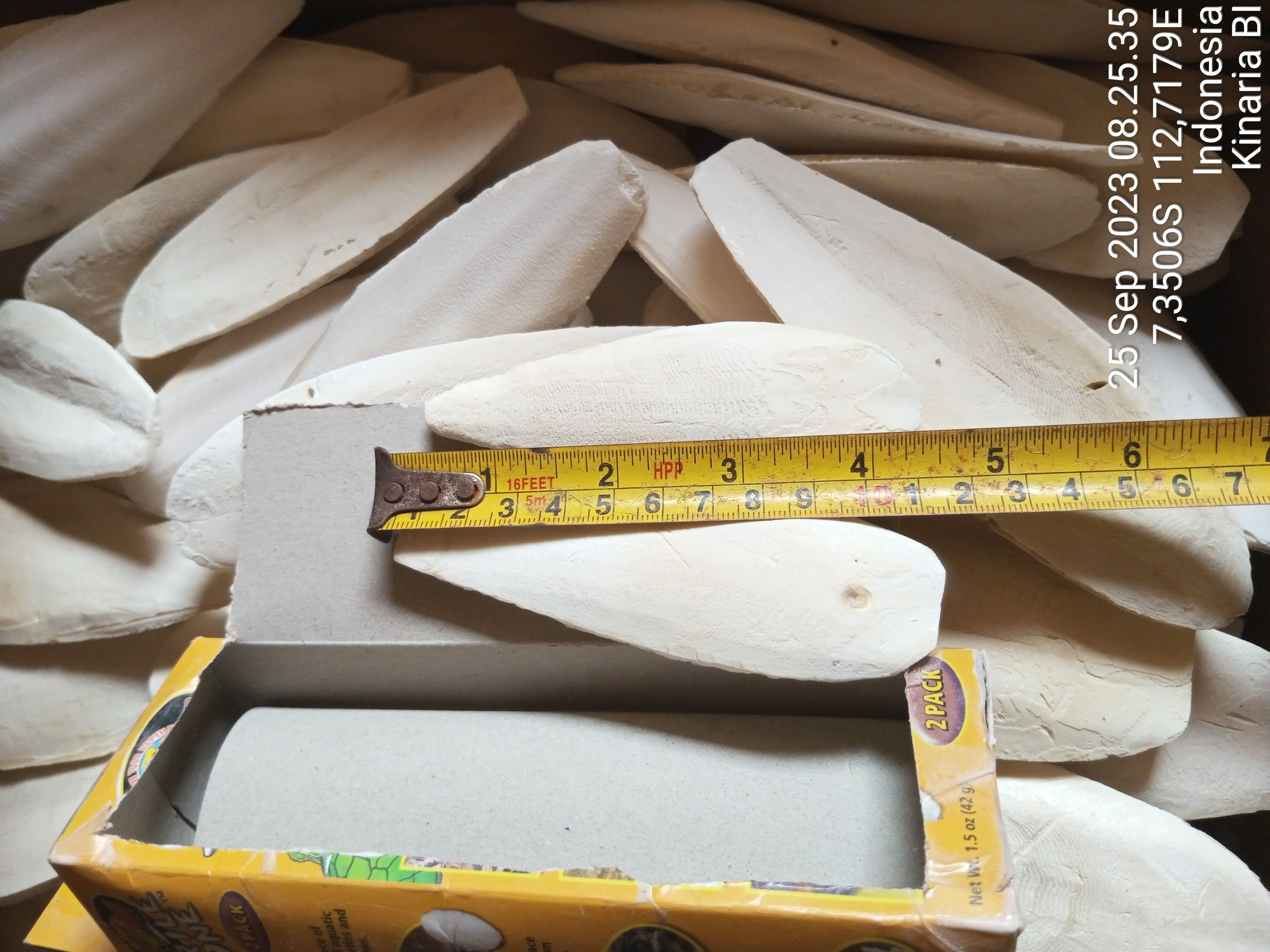 Buy Cuttle Bone from Kinaria Briquette Indonesia, Indonesia ...