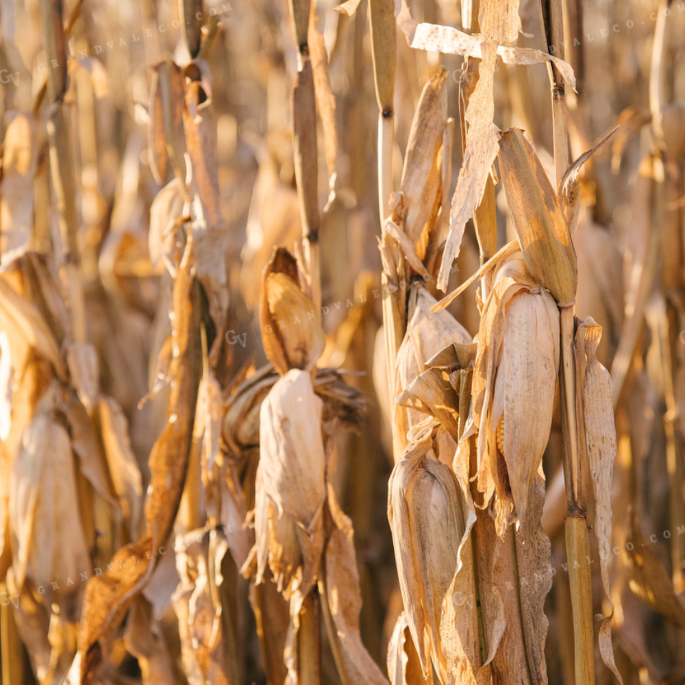 Buy Dried Grade 2 Yellow Maize/corn, Non-gmo, Fit For Human Consumption ...