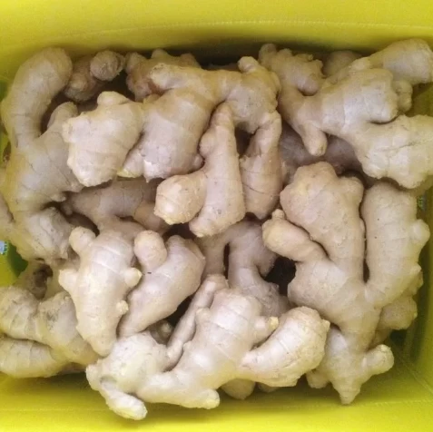 Buy Ginger Good Quality Dried Bulk Fresh Ginger from Thavana Sdn. Bhd ...