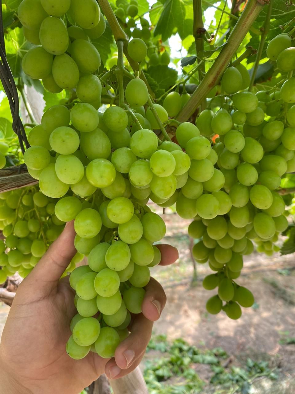 Buy Fresh Grapes In Affordable Price from Pronet International, Egypt ...