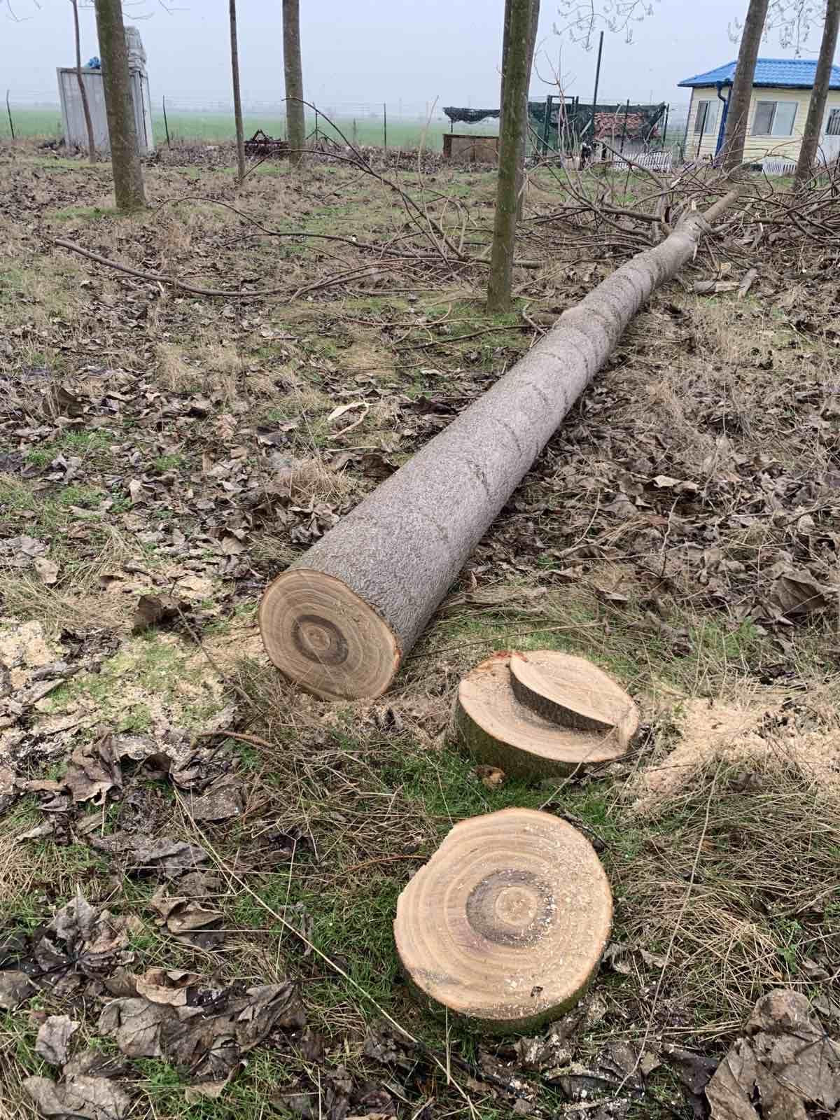 Buy Paulownia Logs from Nikri LTD, Bulgaria | Tradewheel.com