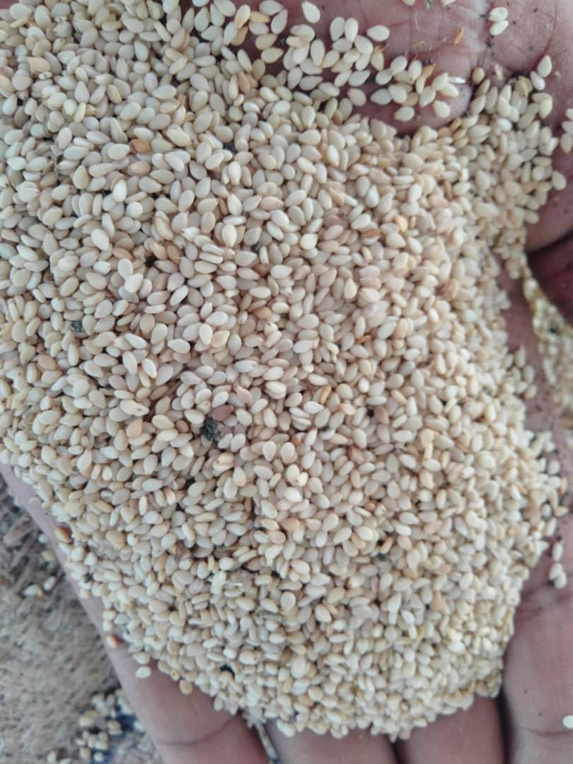 Buy Sesame from National Commerce Ltd, Sudan | Tradewheel.com