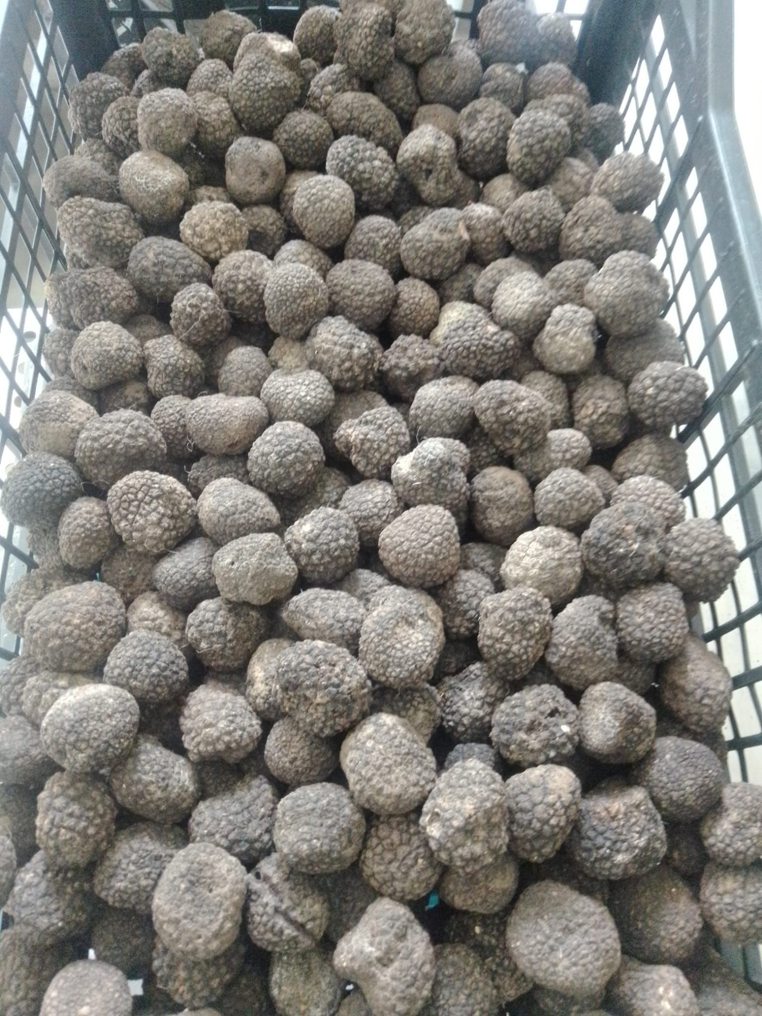 Buy Fresh Uncinatum Truffle from Saverio Tartufi, Italy | Tradewheel.com