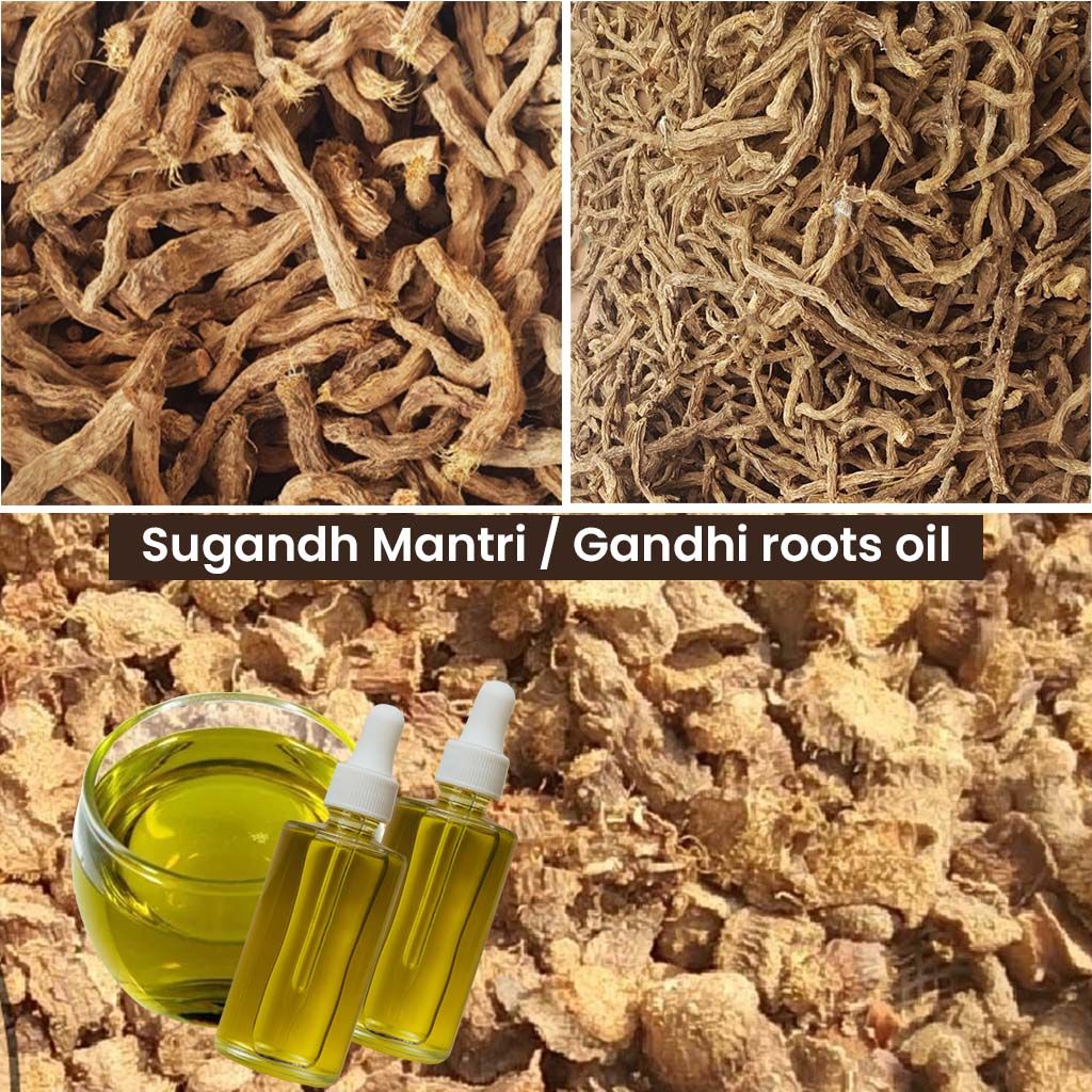 Buy Sugandh Mantri / Gandhi Roots Oil , Direct From Farmer-indonesia ...