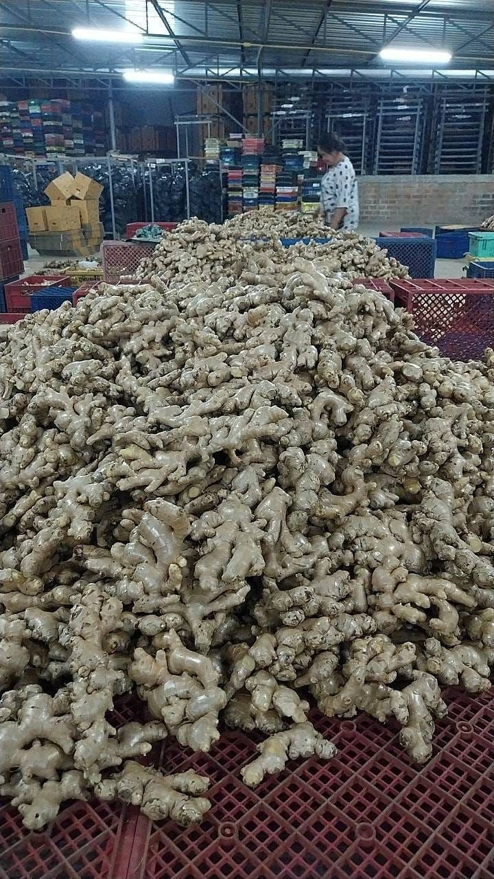 Buy Fresh Ginger from Able Food Products, Thailand | Tradewheel.com