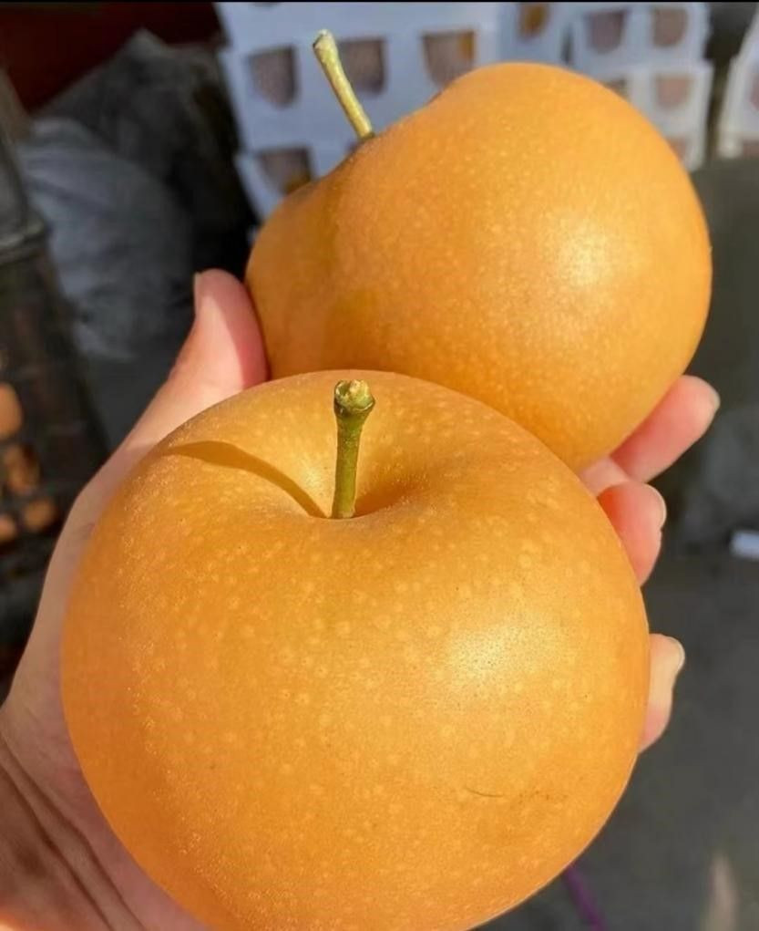 Buy Autumn Moon Pear from Laixi lixiang farm, China | Tradewheel.com