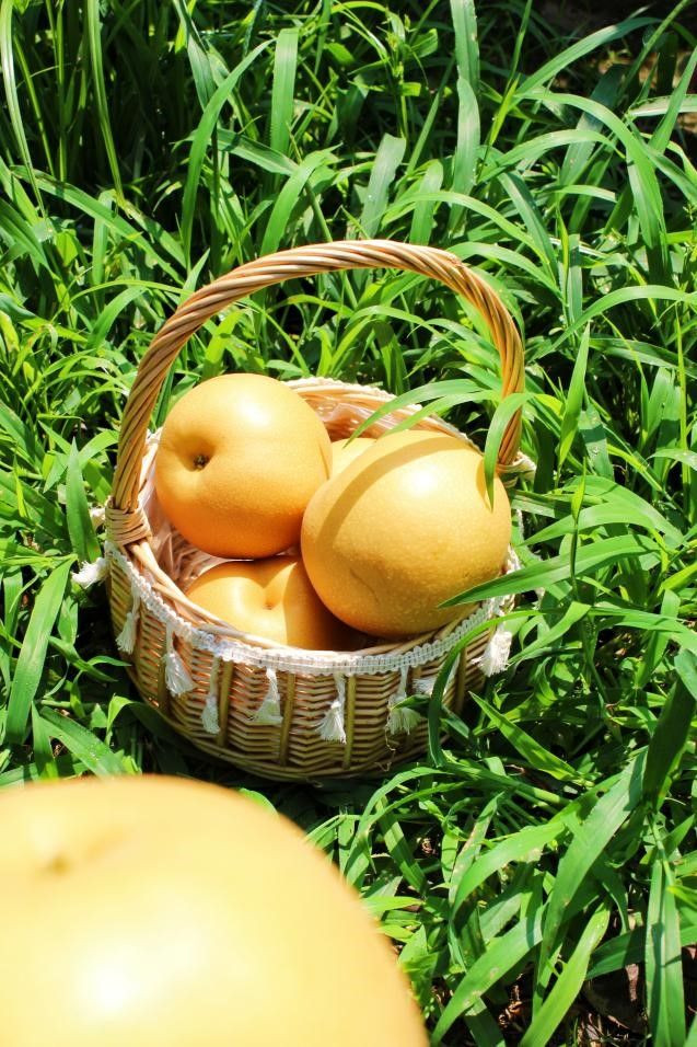 Buy Autumn Moon Pear from Laixi lixiang farm, China | Tradewheel.com