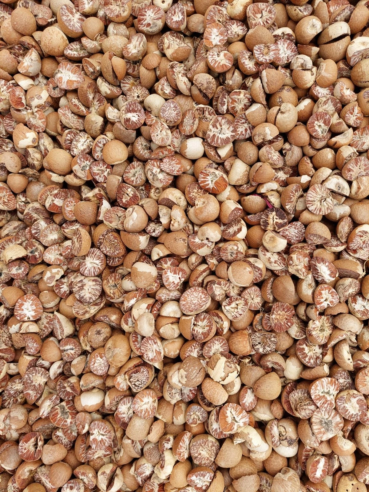 Buy Split Betel Nut from CV. Multi Karya Sati, Indonesia | Tradewheel.com