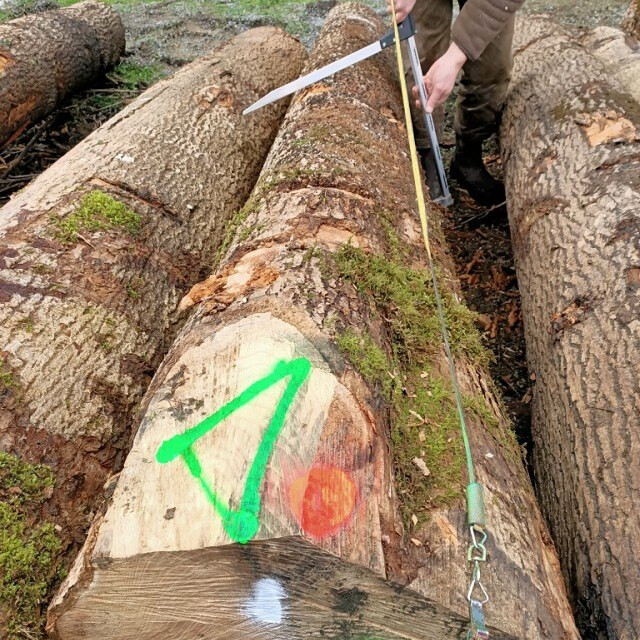 Buy European Ash Wood Oak Cypress Log Iroko Logs from CHYR PERNG CO ...