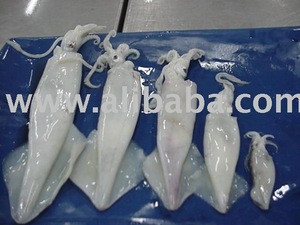 Buy Loligo Squid from REFRIGERADOS FISHOLG E HIJOS S.A.C., Peru ...