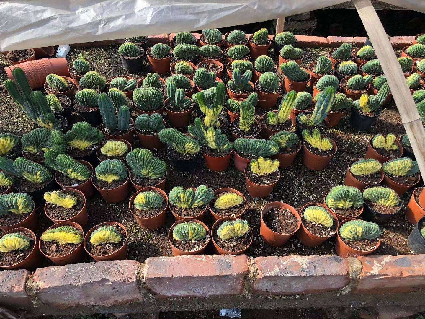 Buy Trichocereus Pachanoi Woody Plants Cactus Wholesale Mini Real Cacti ...