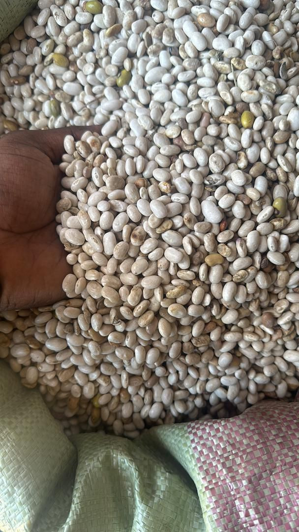 Buy High-quality Beans For Export In Bulk: Export Opportunities from ...