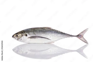 Buy Torpedo Scad Fish from NAVAL TREASURE GROUP, Malaysia | Tradewheel.com