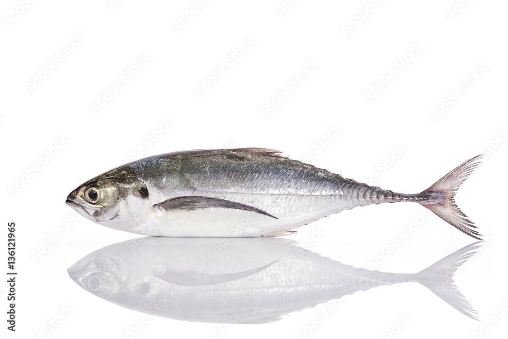 Buy Torpedo Scad Fish from NAVAL TREASURE GROUP, Malaysia | Tradewheel.com