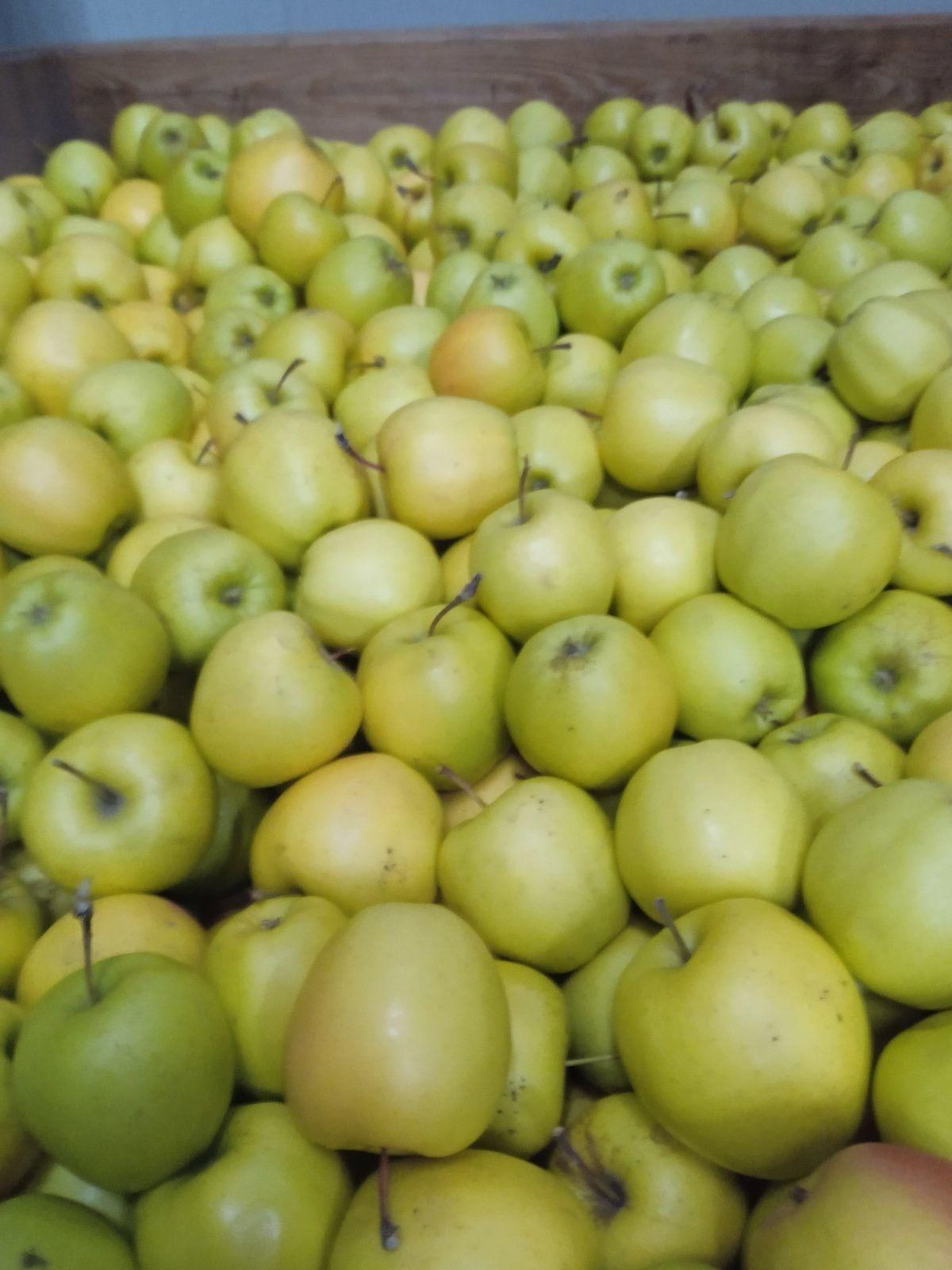 Buy Fresh Apples Golden From Republic Of Moldova from CS “LiSteRa GROUP ...