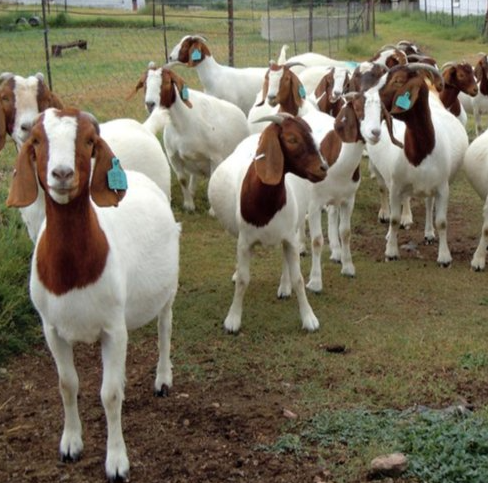 Buy Live Lamb, Boer Goats- Live Animals ( Sheep, Goat And Cow) from Landove International ...