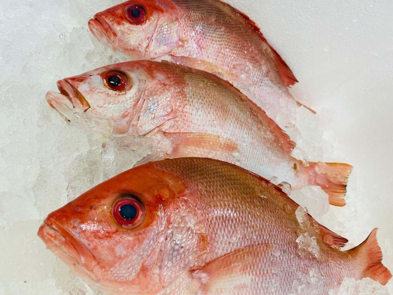 Buy Red Snapper from PT. SARIZAL JAYA ABADI, Indonesia | Tradewheel.com
