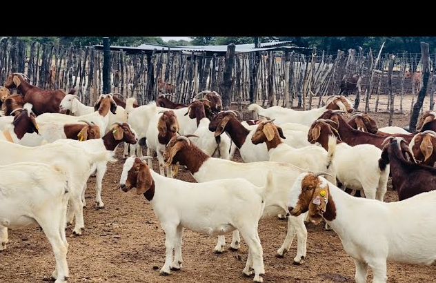 Buy Live Lamb, Boer Goats- Live Animals ( Sheep, Goat And Cow) from Landove International ...