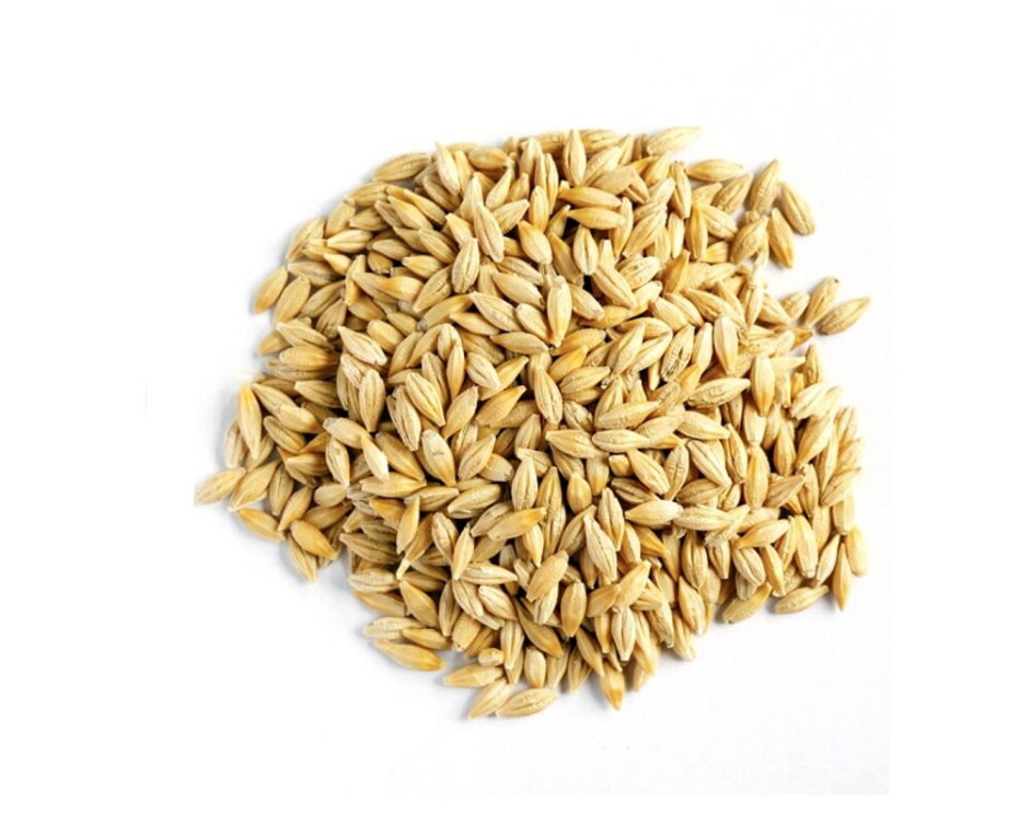 Buy Barley Grains Premium Barley Seeds/animal Feed Barley/bulk Barley ...