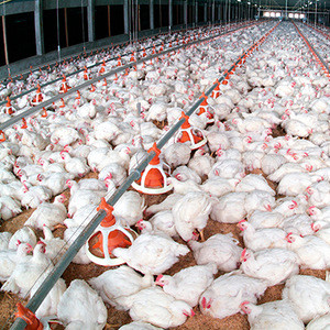 Buy Brazilian Frozen For Exporting Meat Frozen Chicken Paws from ...