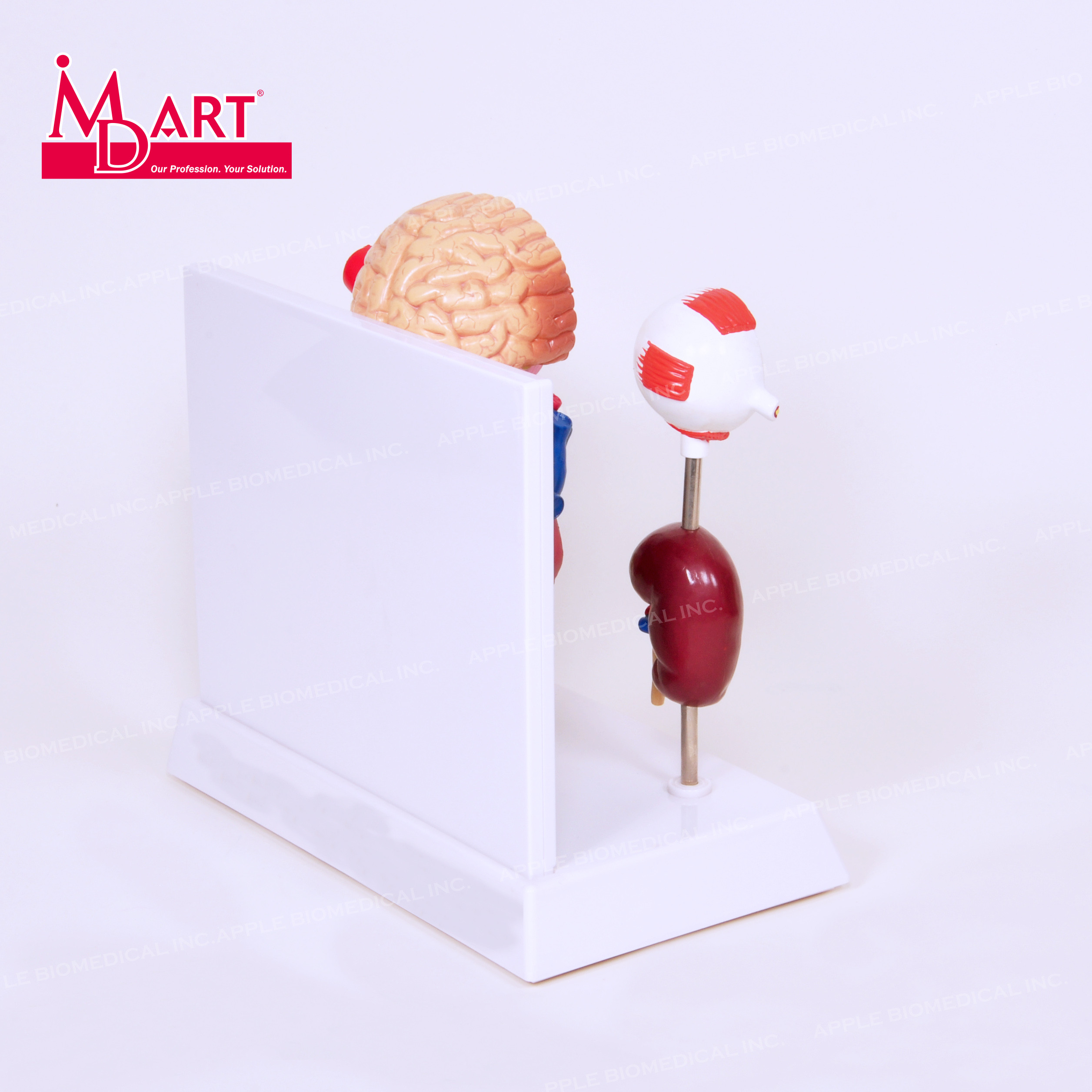Buy Human Multi Organs Model For Diabetic Medical Study And Training ...