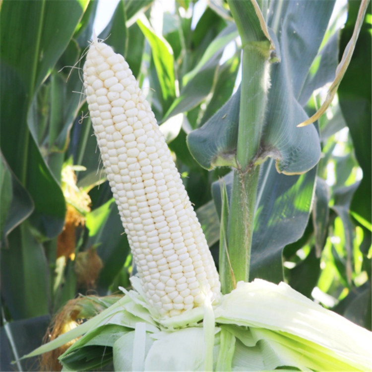 Buy Top Grade Sweet White Waxy Corn Maize Seeds For Planting from ...