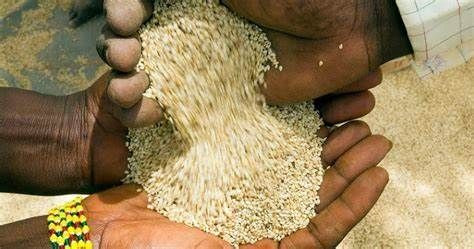 Buy Niger Sesame Seeds from SIT, Niger | Tradewheel.com
