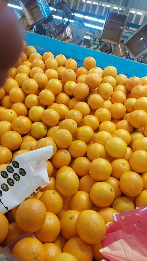 Buy Citrus Fruit from Egitra Company, Egypt | Tradewheel.com