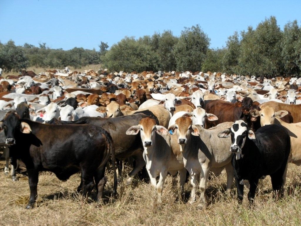 Buy Healthy Live Cattle Of All Breads For Sale from SCRUM CONTRACTORS ...