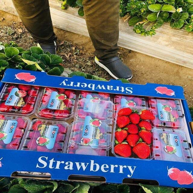 Buy Egyptian Strawberry from bloom for trade, Egypt | Tradewheel.com