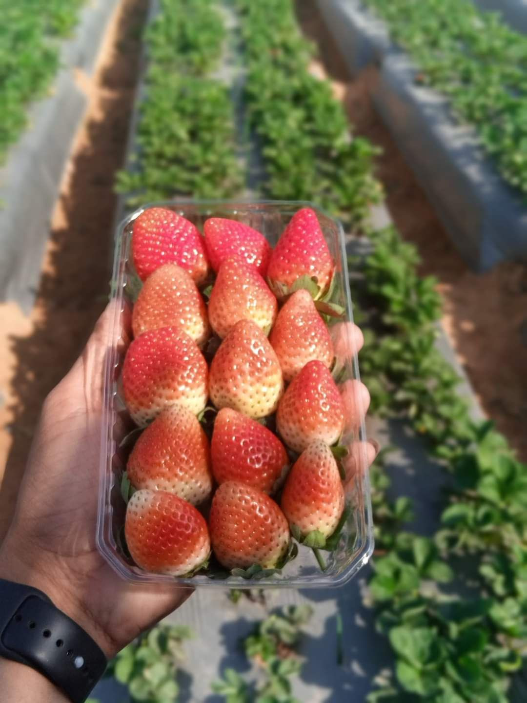 Buy Egyptian Strawberry from bloom for trade, Egypt | Tradewheel.com