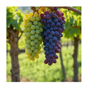 Buy Fresh Indian Grapes | Thompson Seedless | Premium Export Quality ...