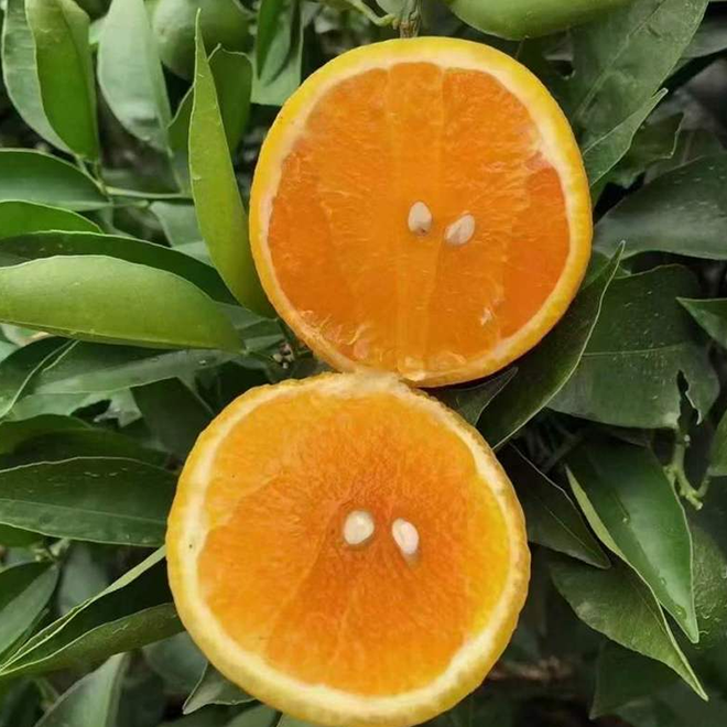 Buy Summer Orange from Yichang Zuoxian Orange Trading Co., Ltd., China ...