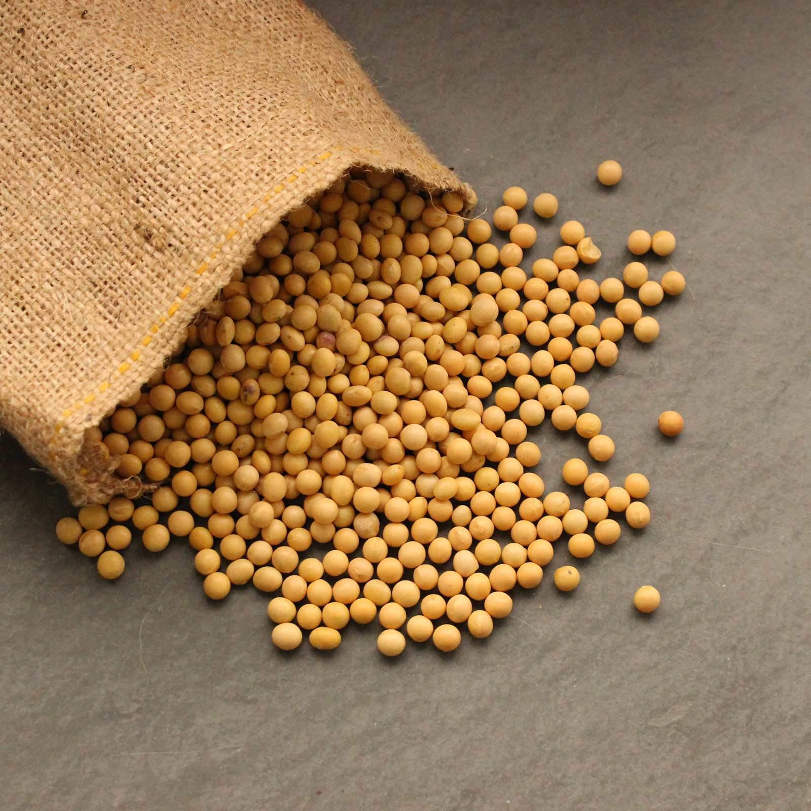Buy Bulk Natural Soybean Seed High Protein Content For Livestock Feed ...