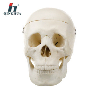 Buy Medical Anatomical Life Size Plastic Human Skull Model from Qinghua ...