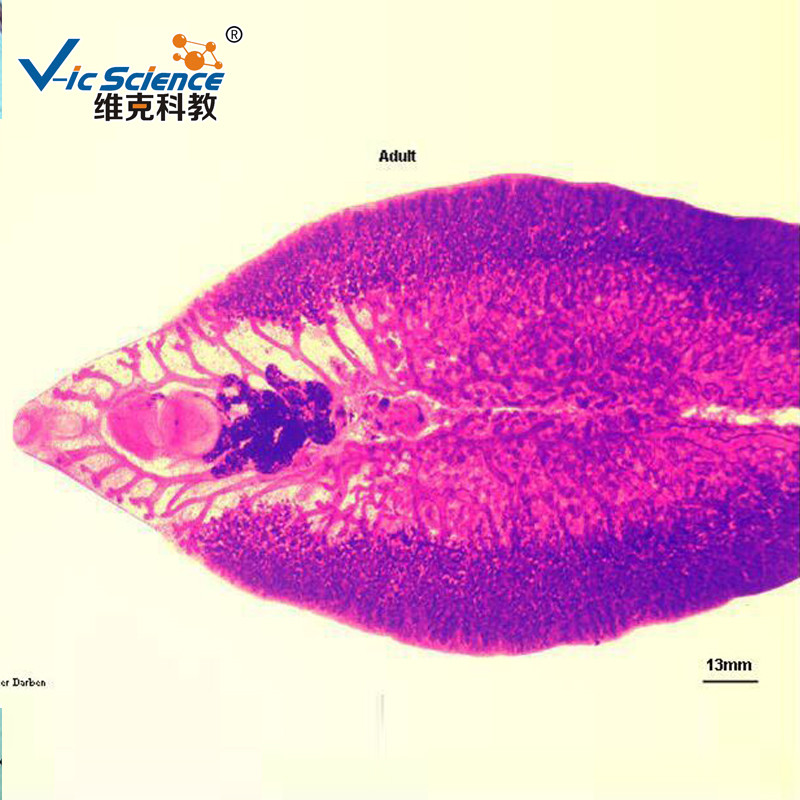 Buy Medical Parasite Prepared Slides,parasitology Glass Slides ...