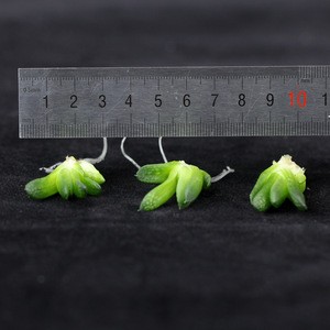Buy Natural Plants Of Tissue Culture Succulent from Min Hui (Fujian ...