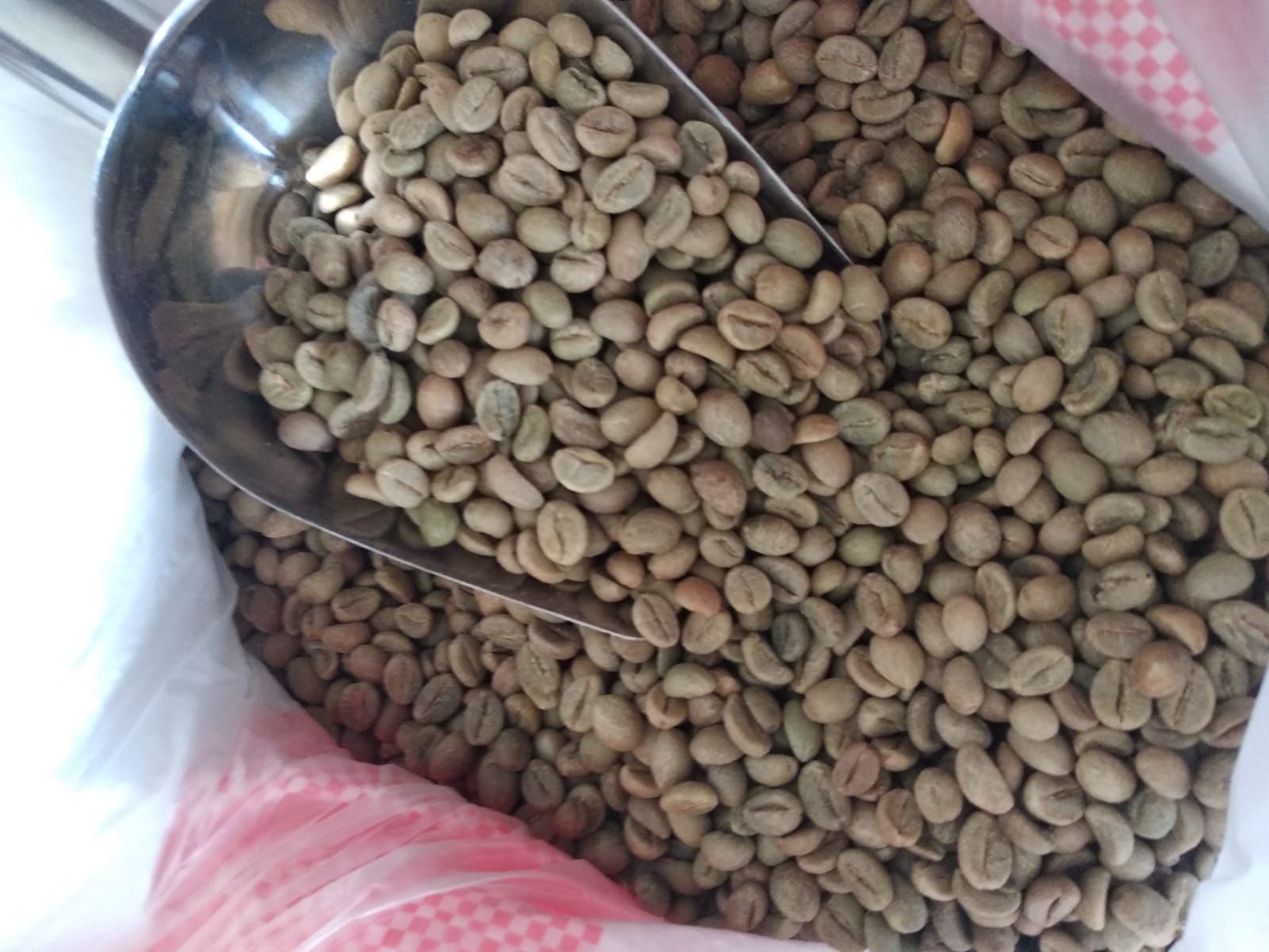 Buy Robusta Dampit Grade 1 from PT. Agro Calya Utama, Indonesia ...