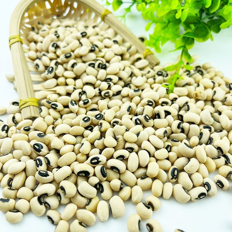 Buy Premium Quality Kidney Beans from Markco Polo Enterprise Pty Ltd ...