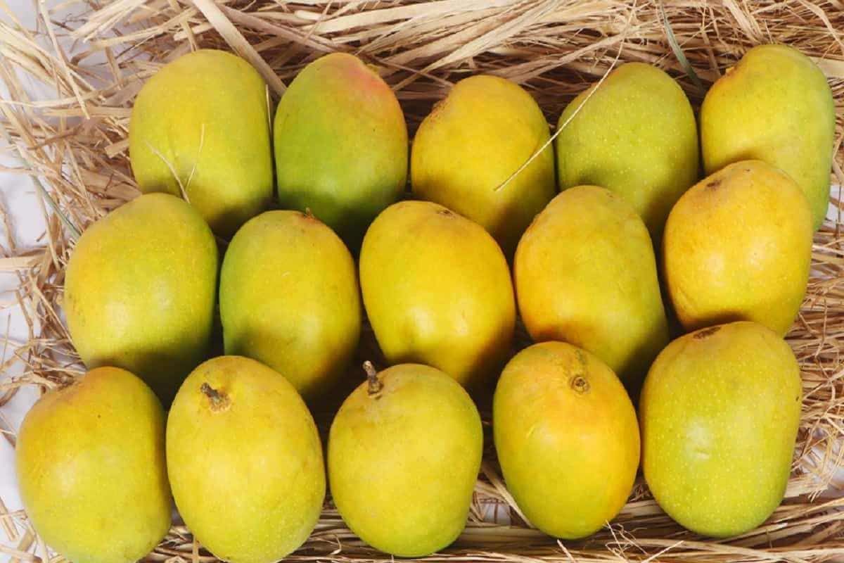 Buy Alphonso Mango from EXIM MATRIX, India | Tradewheel.com